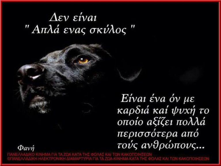 Ποιος ειναι αυτος που δεν θαυμασε ενα καταμαυρο ζωο? - Κακοποίηση ζώων ...