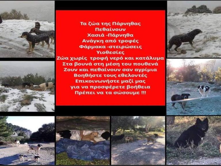 Τα ζωα της Παρνηθας πεθαινουν απο το κρυο. Βοηθηστε τους εθελοντες να ...