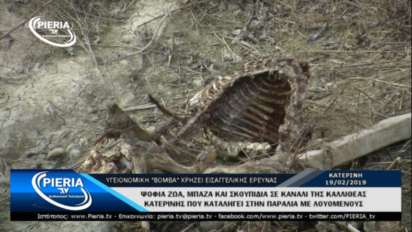 Πεθαμενα ζωα σε πληρη αποσυνθεση, μπαζα και σκουπιδια σε καναλι της ...