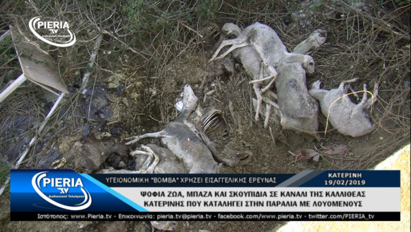 Πεθαμενα ζωα σε πληρη αποσυνθεση, μπαζα και σκουπιδια σε καναλι της ...