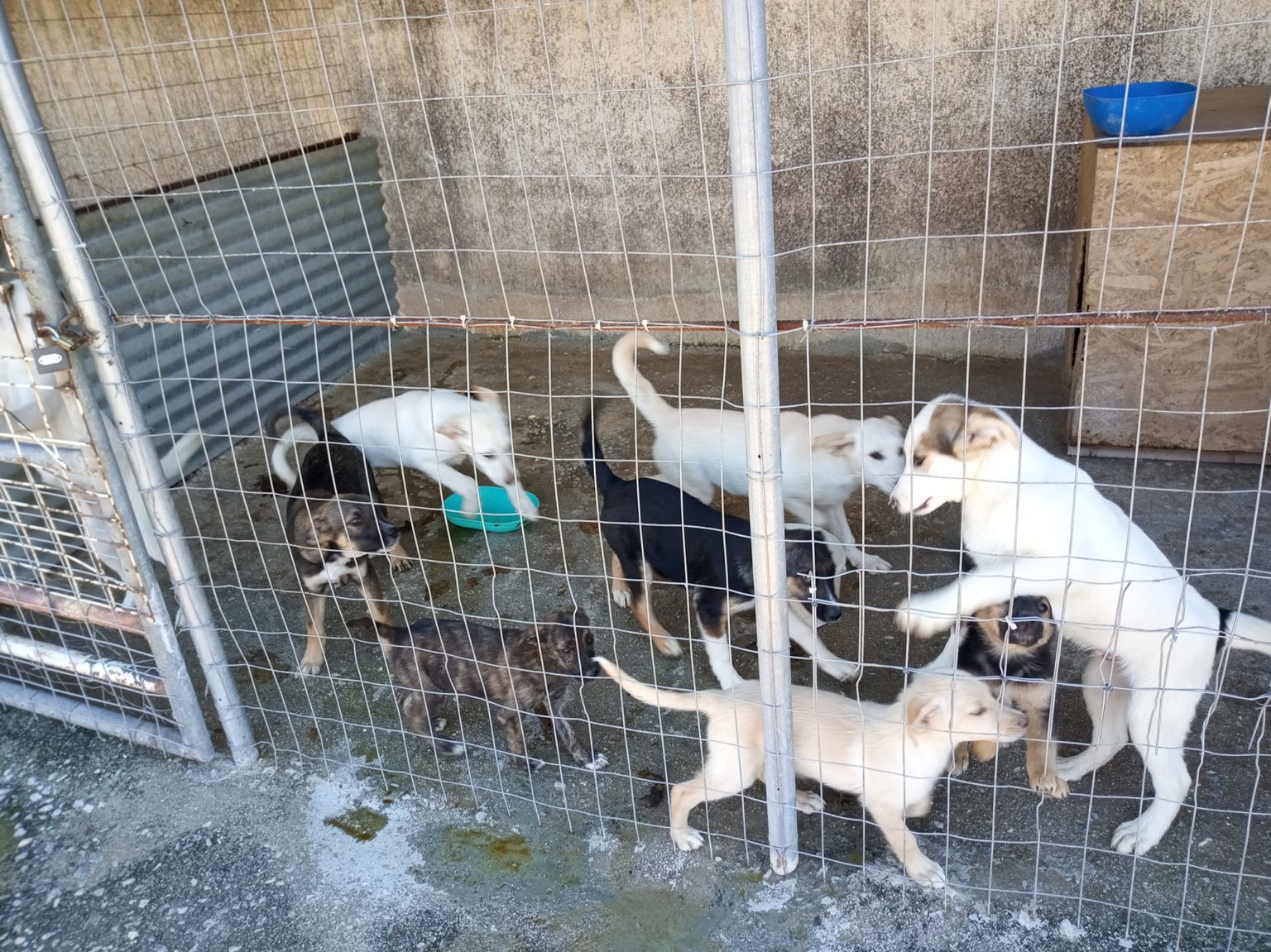 Κυνοκομειο Χαλκιδας, η αλλιως κυνοκομειο της ντροπης... Αδεσποτα ζωα ...