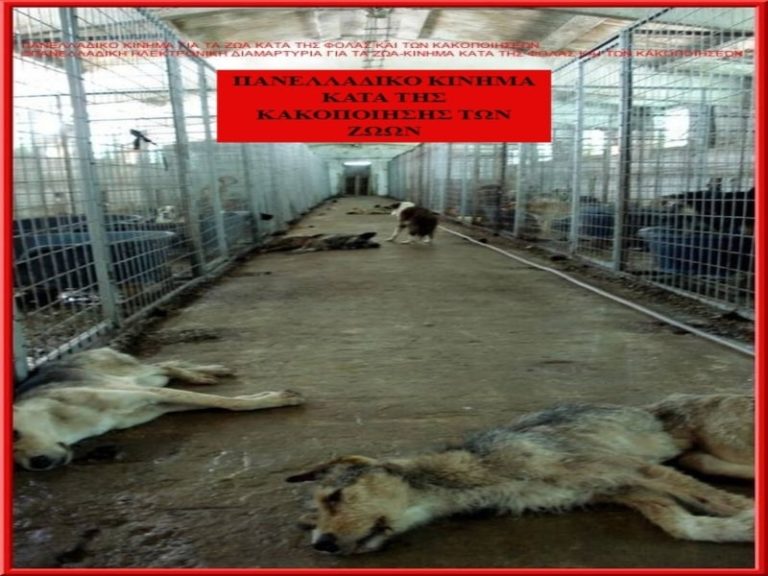 Ευρωβουλευτης της κυβερνησης στοχοποιει τα αδεσποτα ζωα της ...
