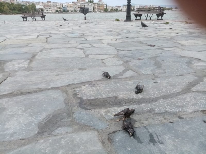 Εξωπραγματικές εικονες με εκατοντάδες νεκρά πουλιά στη Χαλκίδα, μετά τη ...