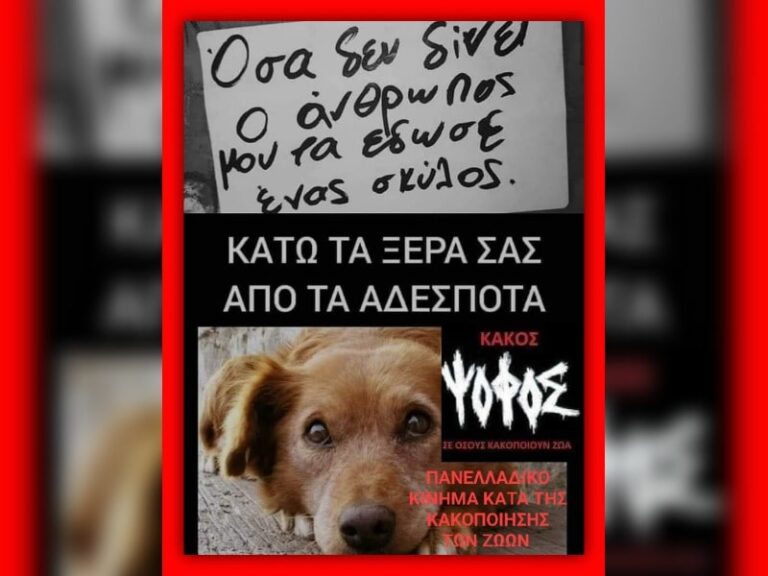 Θηλυκο δελφινι κουβαλάει το νεκρό μωρό του στη πλάτη, θρηνωντας στα ...