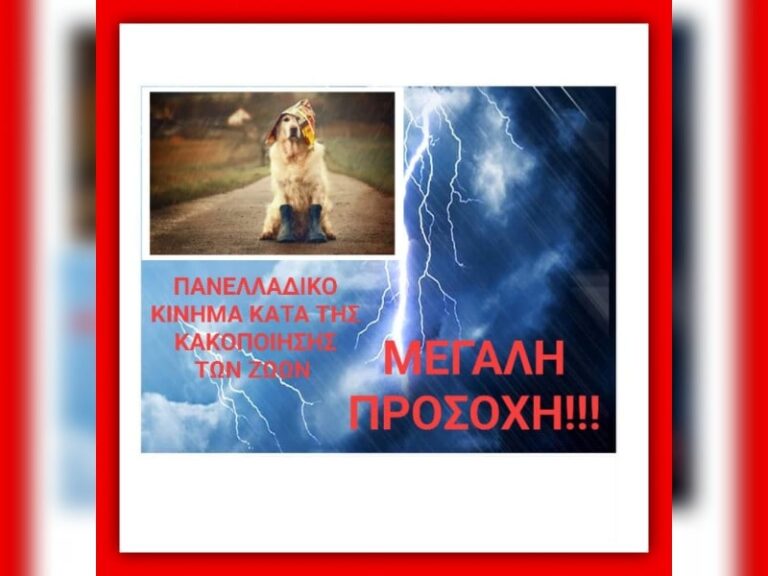 Θηλυκο δελφινι κουβαλάει το νεκρό μωρό του στη πλάτη, θρηνωντας στα ...