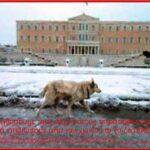 ΦΙΛΟΖΩΙΚΑ - Κακοποίηση ζώων και ακτιβισμός - Η αδέσμευτη φωνή των ...